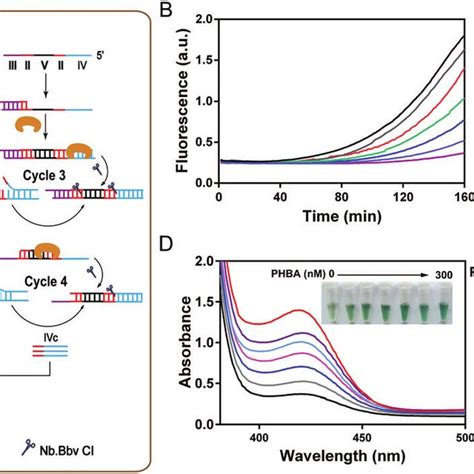Pdf Development Of Small Molecule Biosensors By Coupling The Recognition Of Bacterial