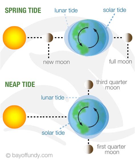 Low Tide Definition Science