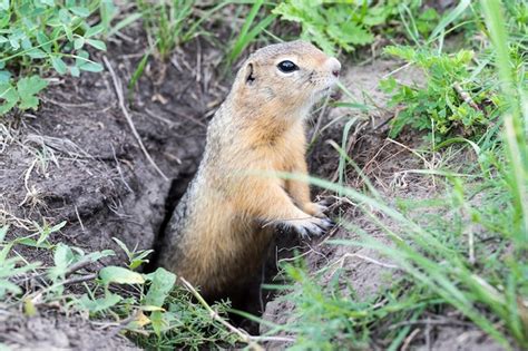 Premium Photo Funny Gopher Got Out Of The Hole