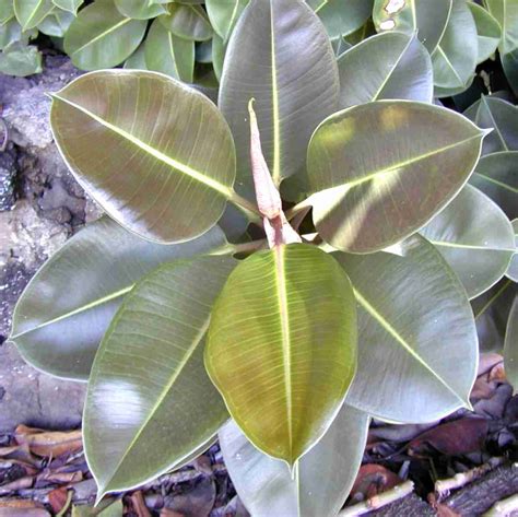 Ficus Elastica All The Tips On Growing The Rubber Plant