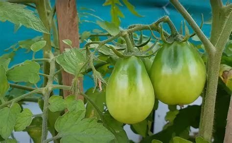 How To Add Calcium To Garden Soil Quickly GardenProfy