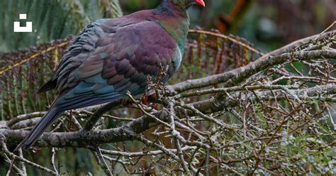 나뭇 가지에 화려한 새 사진 Unsplash의 무료 자연 이미지