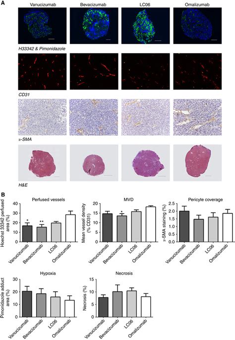 Histological Assessment Of The Effects Of Vanucizumab On Tumour Download Scientific Diagram