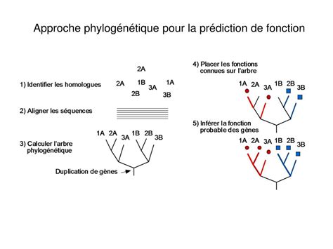Ppt Searching For Functional Regions Coding Or Non Coding In Mammalian Genomes Powerpoint