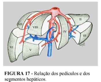 Brasil Anatomia Cirúrgica Do Fígado Anatomia Cirúrgica Do Fígado