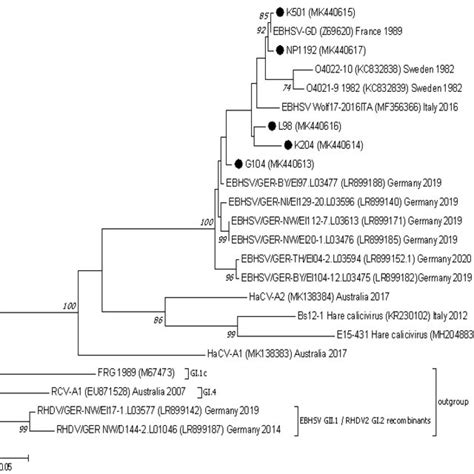 The Phylogenetic Maximum Likelihood Tree Constructed Using Nucleotide Download Scientific
