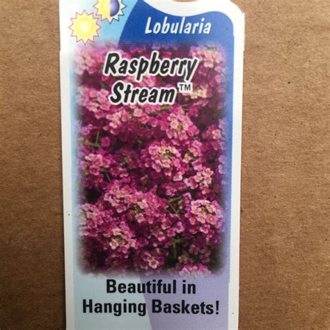 Lobularia Stream Raspberry Trailing Alyssum Forget Me Not Nursery Lobularia Stream Raspberry Trailing Alyssum Forget Me Not Nursery