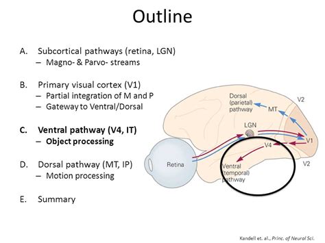 Perceptual Systems Central Visual Pathways Ppt Video Online Download