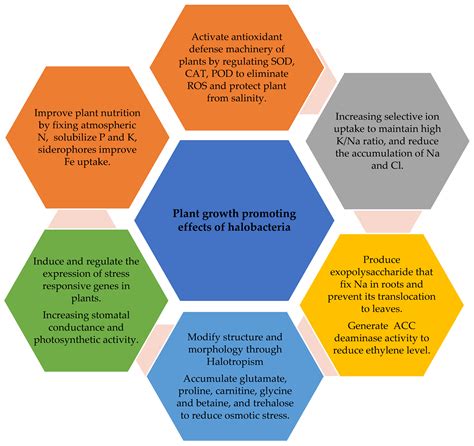 Halophyte Secondary Metabolites To Reshape Rhizosphere Halobacteria Encyclopedia Mdpi