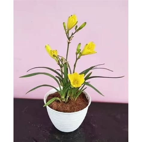 Jual Lili Day Bunga Kuning Bunga Hias Lily Day Kuning Tanaman Hidup Liliday Berbunga Kuning
