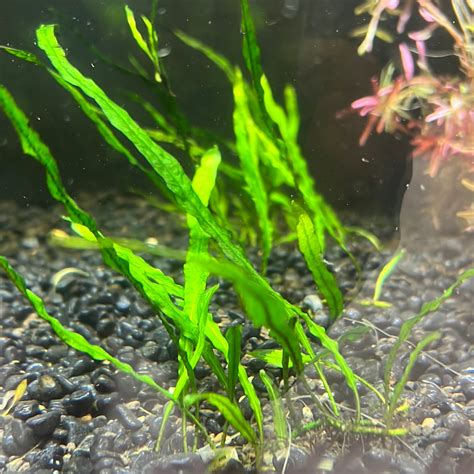 Needle Leaf Java Fern Tropical Aquarium