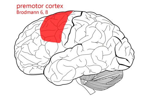 Motor Cortex Introduction To Neuroscience