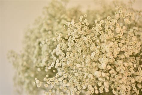 Understanding How Fungicides Work