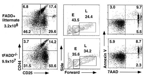 T Cell Specific Fadd Deficient Mice Fadd Is Required For Early T Cell