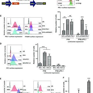 PDL1 Protection From IFNb Cytotoxicity Is Regulated By Conserved