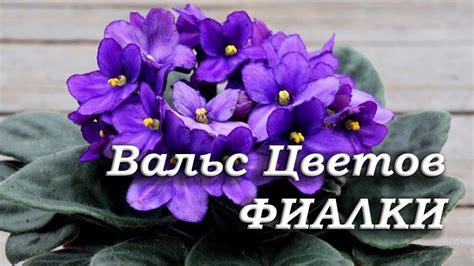 Вальс цветов. Фиалки. Легенда о фиалке - YouTube