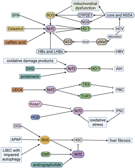 The Nrf2 Pathway In Liver Diseases Pmc