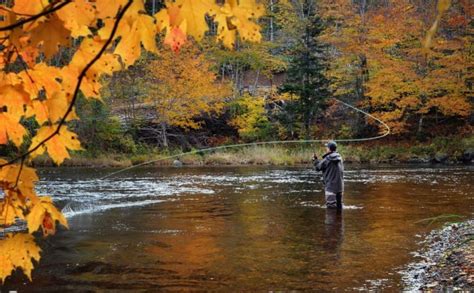 Sage Fly Rods Everything You Need To Know Into Fly Fishing