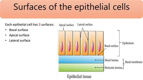 Epithelial Tissue Histology Pptpptx Biological Sciences Science