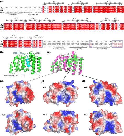 Design Of Short Crm1 Fragments A Sequence Alignment Of Human Download Scientific Diagram
