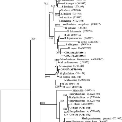 Neighbor Joining Dendrogram Showing The Sequence Similarities Of 16s