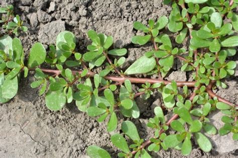 Nevada Weeds Identification Guide 2023 The Gardening Dad
