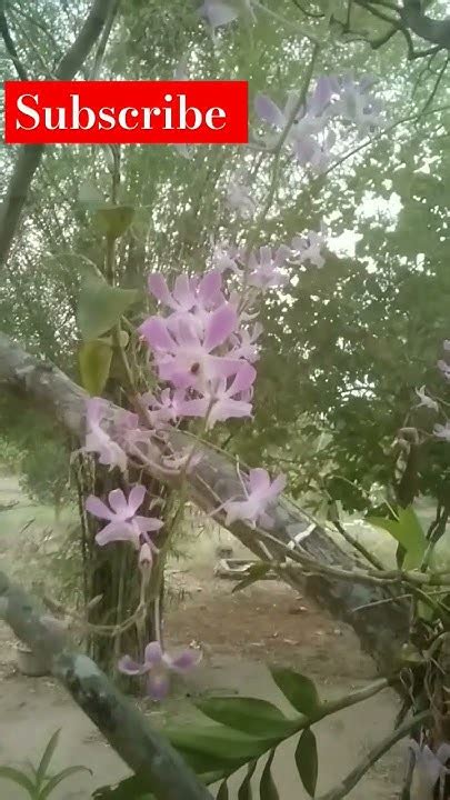 ඕකිඩ් මල් ටිකේ ලස්සන Trending Subscribe Srilanka Flowers Youtube