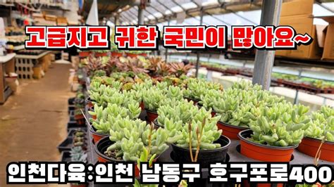 인천다육 💞국민이로 나올 수 없는 고급종자 엣날품종도 많이 있습니다~ 🏡인천 남동구 호구포로400 ☎️ 010 5316