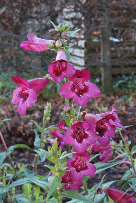 Penstemon Rich Ruby Ballyrobert Gardens
