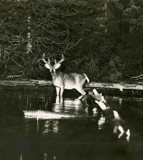 The First Photographs To Capture Wildlife At Night National Geographic