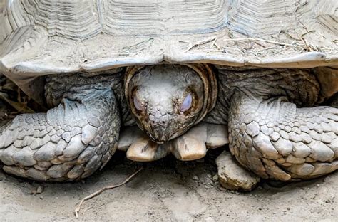 Premium Photo Turtle Hiding Inside Shell