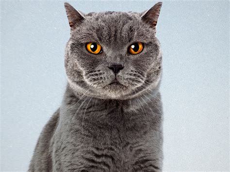 My Cat From Hell Apple Tv