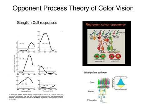 Ppt Color Vision Powerpoint Presentation Free Download Id4374190