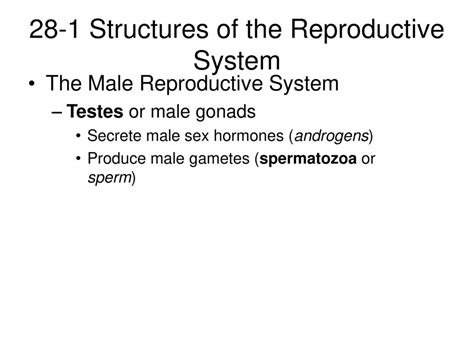 28 1 Structures Of The Reproductive System Ppt Download