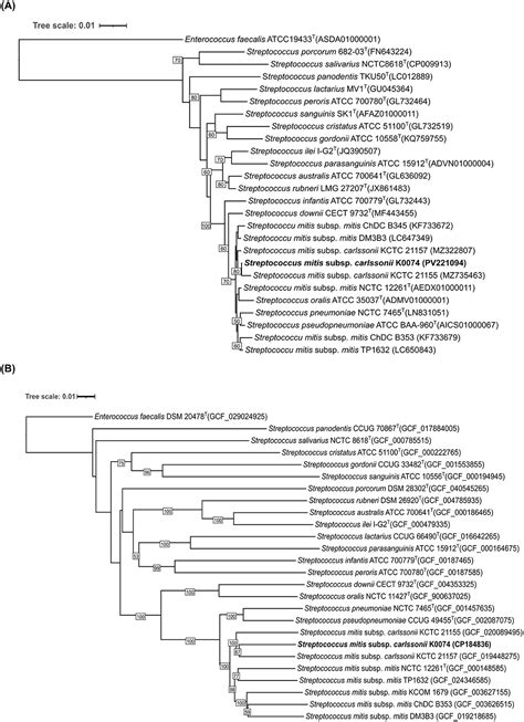 Frontiers Characterization Of Streptococcus Mitis Subsp Carlssonii Isolated From Human Vagina