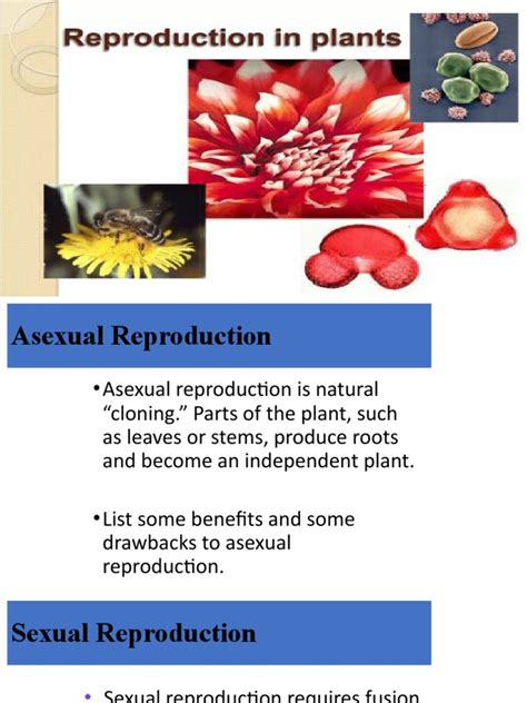 Plant Reproduction Pdf