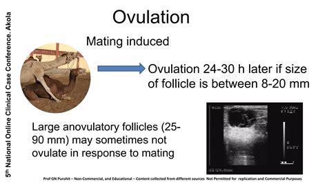 Camel Reproduction Some Facts PPT