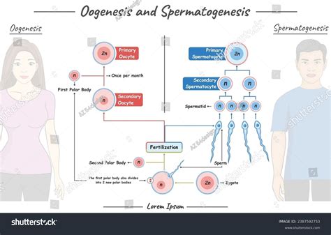 Illustration Oogenesis Spermatogenesis Men Women Differences Stock