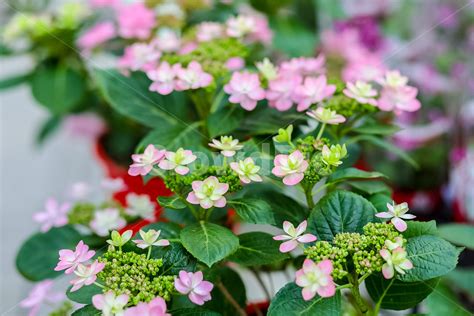 Blossom 꽃 Flower Plant 식물 사진 이미지 일러스트 캘리그라피 민트숲작가