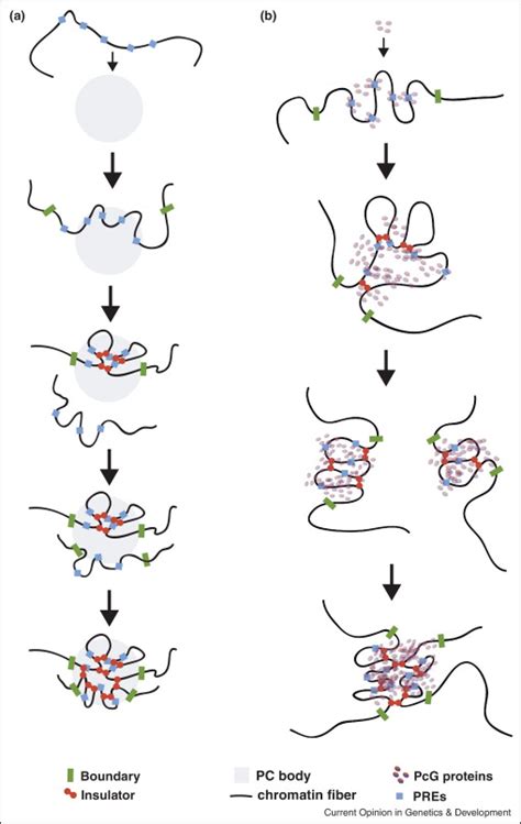 Possible Scenarios For Folding Of Polycomb Associated Domains Inside Download Scientific