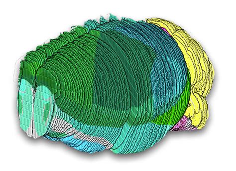 Scientists Map The Locations Of Hundreds To Thousands Of Cell Types Across A Mammalian Brain Hscrb