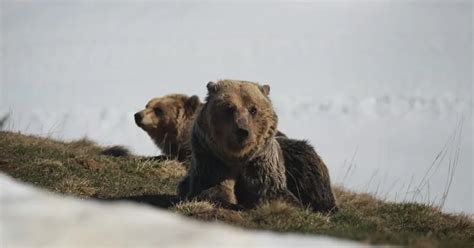 Мечињата Мартина и Марко од скопската ЗОО сега уживаат на Алпите Frontline Mk