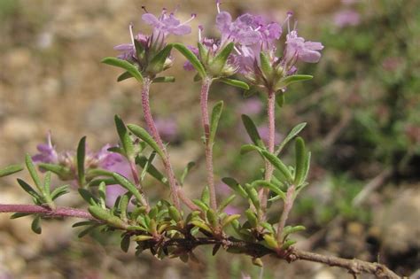 Чабрец (тимьян)? 12 лечебных свойств, польза и вред для организма