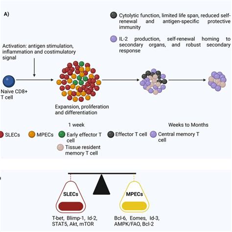 A Generation Of Effector Cd8 T Cell And Subsequent Differentiation