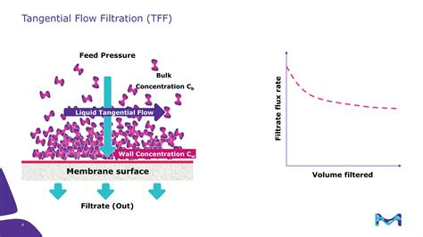 Optimization Of Tangential Flow Filtration Applications And Scale Up Considerations Pdf