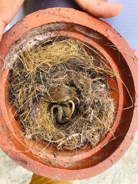 ශ්‍රී ලංකාවේ වැසි වනාන්තර සහ වනජීවී සම්පත අපේ වත්තෙ ලේන් කුඩුවකින් මේ ලේන් පැටියා බිමට වැටිලා