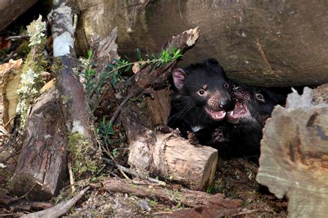 Tasmanian Devils Habitat