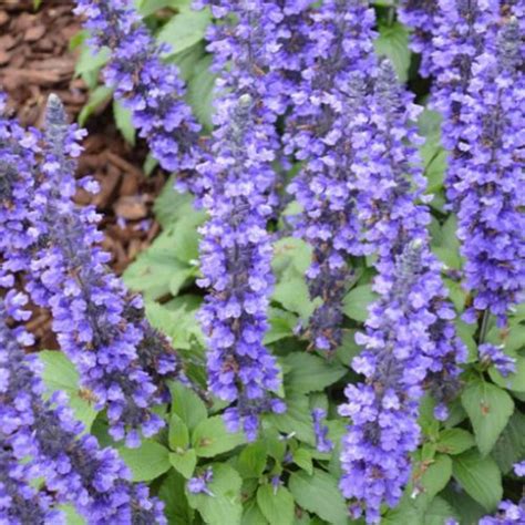 Mystic Spires Blue Salvia