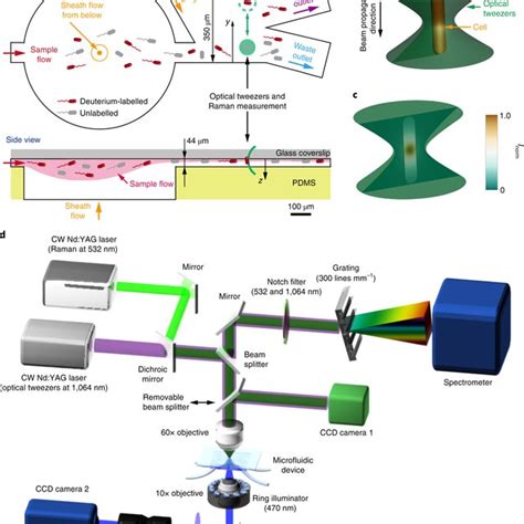 An Automated Raman Based Platform For The Sorting Of Live Cells By Functional Properties
