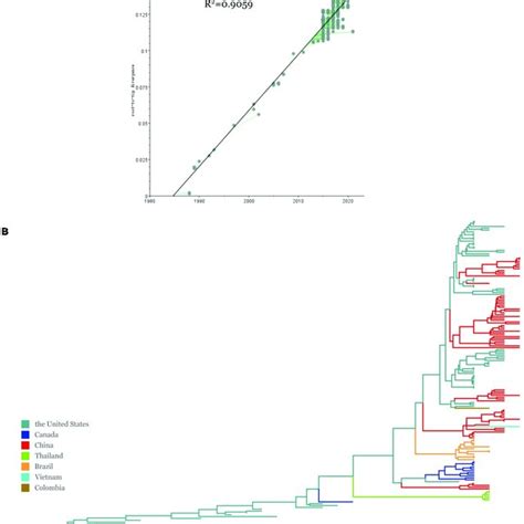 A Regression Of The Rtt Genetic Distance Against The Sampling Time